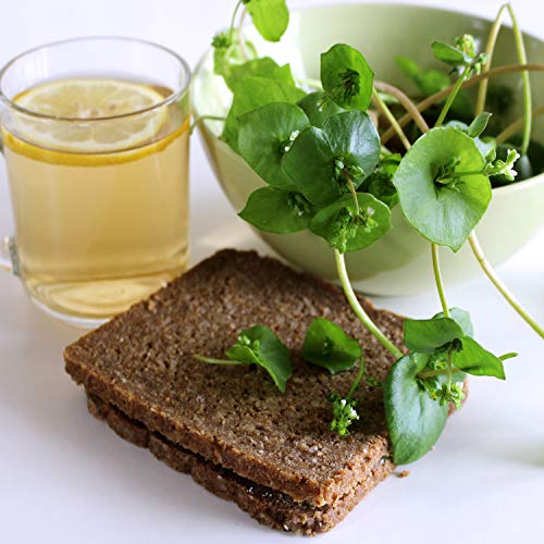 Outsidepride Claytonia Perfoliata Winter Purslane AKA Indian or Miner's Lettuce Herb Garden Plant - 10000 Seeds