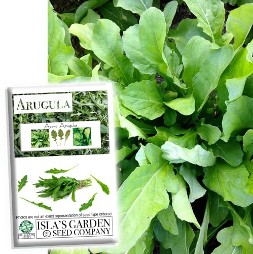 Astro Arugula Lettuce Seeds for Planting,1000+ Heirloom Seeds Per Packet, (Isla's Garden Seeds), Non GMO Seeds, Botanical Name: Eruca vesicaria SSP. Sativa, Great Home Garden Gift