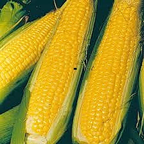 PAPAW'S GARDEN SUPPLY LLC. Helping The Next Generation Grow! NK 199 Sweet Corn Treated Seeds, Non-GMO, 1 Pack of 400 Vegetable Seeds