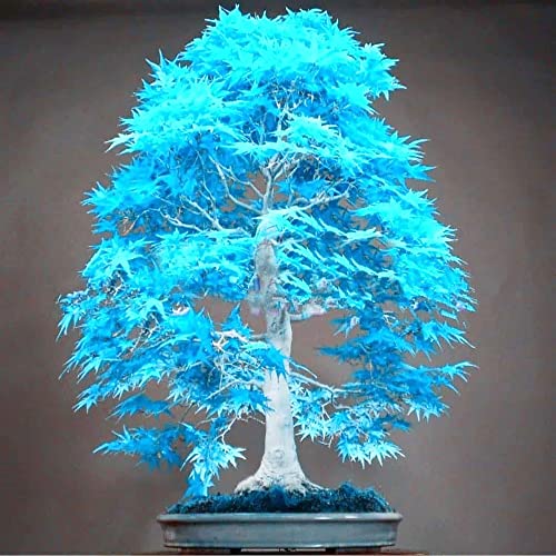 YEGAOL Garden 50Pcs Blue Japanese Maple Seeds Non-GMO Rare Ornamental Decor Tree Seeds Bonsai Container Plant