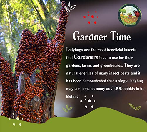Gardner Time 150 Live Ladybugs - Good Bugs for Garden - Ladybugs - Guaranteed Live Delivery