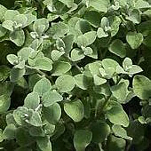 Licorice Seeds (20+ Seeds) | Non GMO | Vegetable Fruit Herb Flower Seeds for Planting | Home Garden Greenhouse Pack