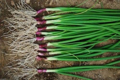 “Apache” Red Bunching Onion Seeds – aka Red Scallion or Salad Onion | Heirloom Seeds by Liliana's Garden |