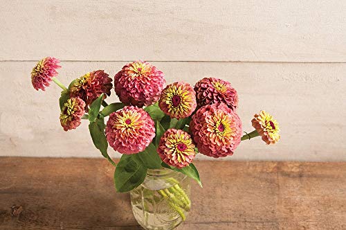 David's Garden Seeds Flower Zinnia Queeny Lime Red 5411 (Red) 50 Non-GMO, Heirloom Seeds