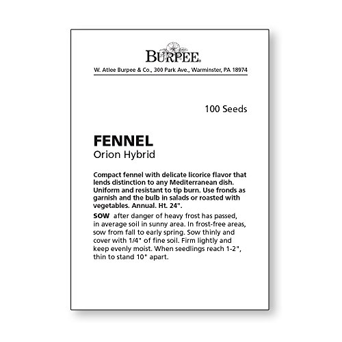 Burpee Orion Hybrid Fennel Seeds 100 seeds