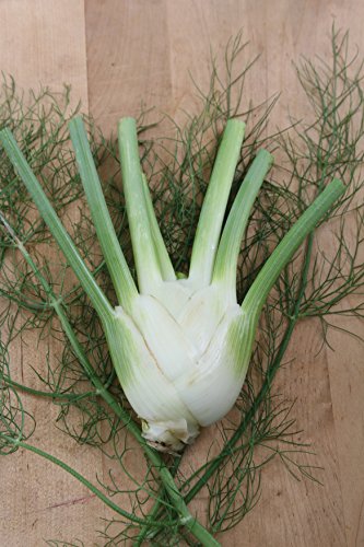 Burpee Orion Hybrid Fennel Seeds 100 seeds