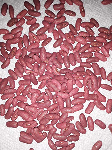 PAPAW'S GARDEN SUPPLY LLC. Helping The Next Generation Grow! Purple Queen Heirloom Bush Green Bean Treated Seeds, Non-GMO, 1 Pack of 250 Vegetable Seeds