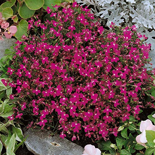 Outsidepride Lobelia Rosamond for Edging Borders, Rock Gardens, Hanging Baskets, Window Boxes, & Ground Cover - 10000 Seeds