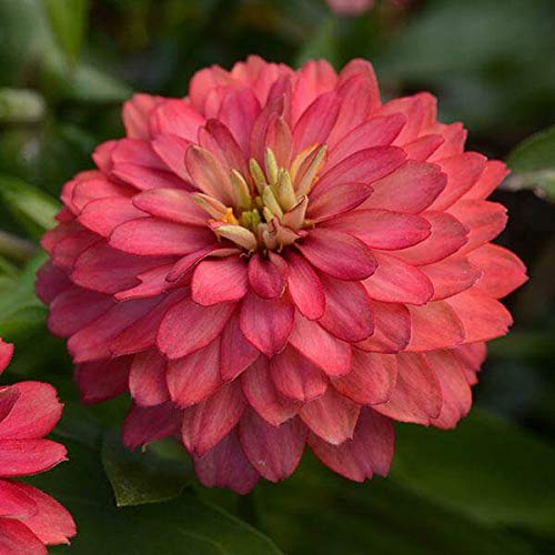 Outsidepride Zinnia Zahara Double Salmon Heat & Drought Tolerant Garden Cut Flowers - 50 Seeds