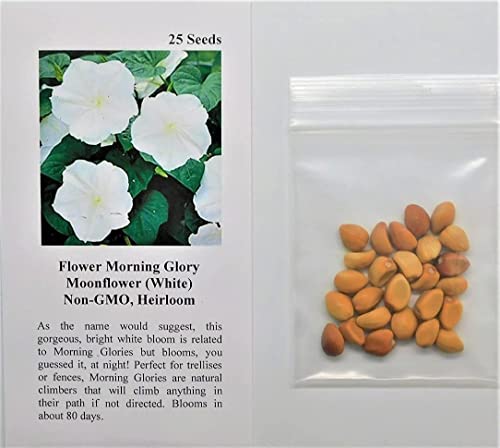 David's Garden Seeds Flower Morning Glory Moonflower FBA-00028 (White) 25 Non-GMO, Heirloom Seeds