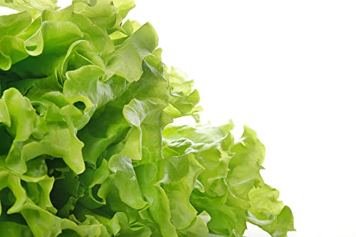 Salad Bowl Lettuce Seeds for Planting, 1000+ Heirloom Seeds Per Packet, (Isla's Garden Seeds), Non GMO Seeds, Botanical Name: Lactuca Sativa, Great Home Garden Gift