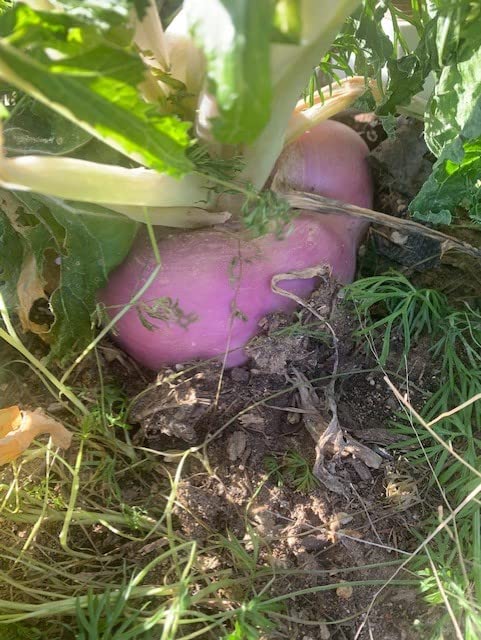 David's Garden Seeds Turnip Purple Top White Globe FBA-7735 (Multi) 200 Non-GMO, Heirloom Seeds