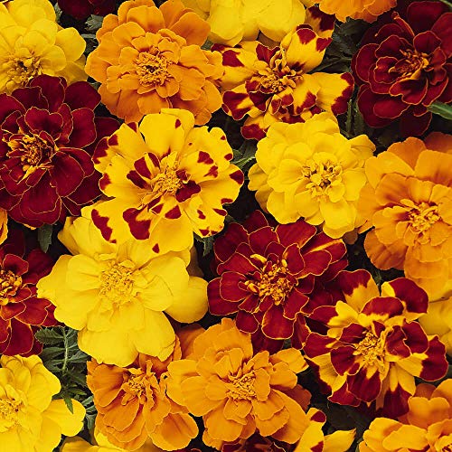 Outsidepride Tagetes Patula Outback French Marigold Garden Pollinator Flowers & Butterfly Attractant - 250 Seeds