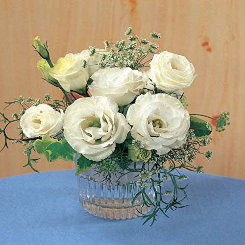 Outsidepride Lisianthus Sapphire White AKA Texas Bluebell or Prairie Gentian Garden Flowers - 50 Seeds
