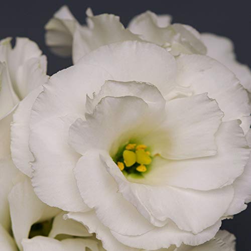 Outsidepride Lisianthus Sapphire White AKA Texas Bluebell or Prairie Gentian Garden Flowers - 50 Seeds