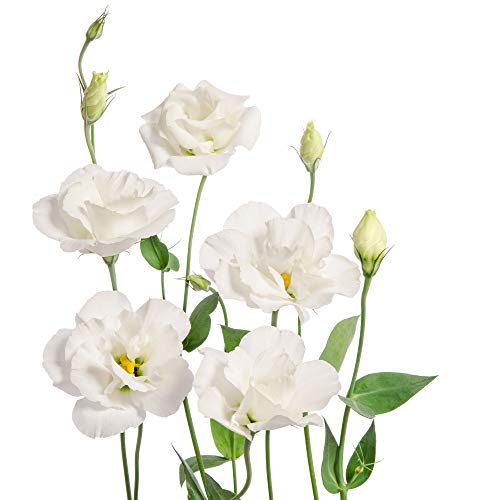 Outsidepride Lisianthus Sapphire White AKA Texas Bluebell or Prairie Gentian Garden Flowers - 50 Seeds