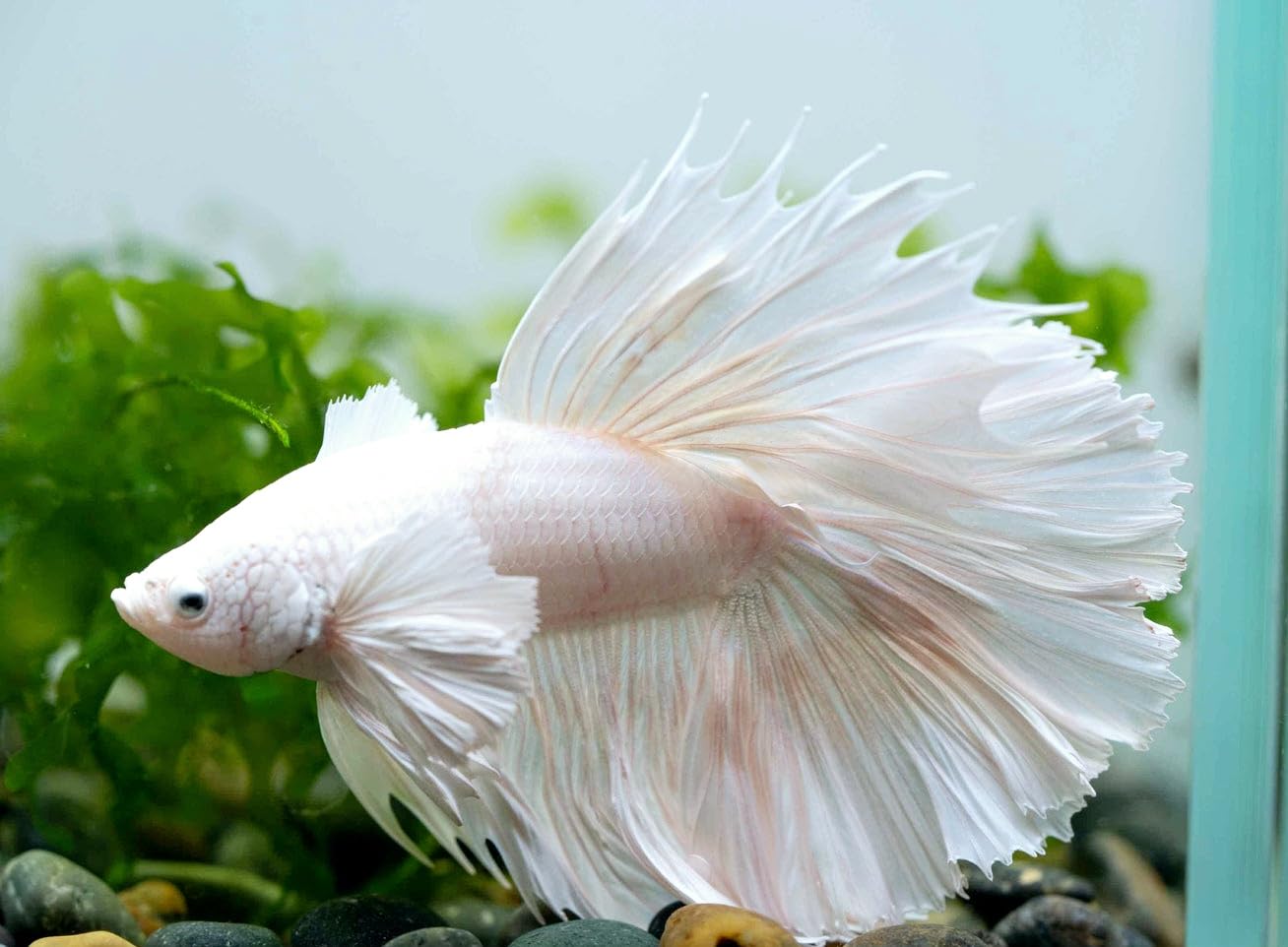 Bettafishusa - 1 Live Male Betta Fish White Dumbo Big Ears Halfmoon Colors Aquarium Fish