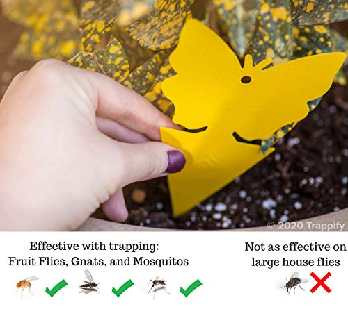 Trappify Sticky Gnat and Fly Traps for Home Pest Control - Fly, Gnats, Moths and Other Flying Insects Traps with Extra Sticky Adhesive - Disposable Fly, Gnat and Moths Catcher - 18 Traps