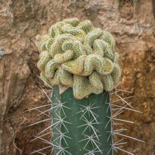 CHUXAY GARDEN Green Brain Cactus Seed,Stenocactus Multicostatus 10 Seeds Rare Succulents Plant Bloom Spring and Summer Great Houseplant Easy Care