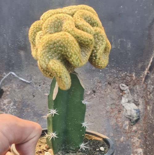 CHUXAY GARDEN Green Brain Cactus Seed,Stenocactus Multicostatus 10 Seeds Rare Succulents Plant Bloom Spring and Summer Great Houseplant Easy Care