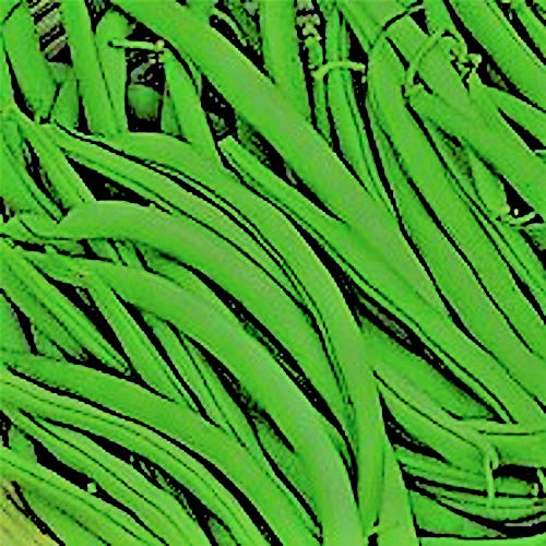 PAPAW'S GARDEN SUPPLY LLC. Helping The Next Generation Grow! Jade Bush Green Bean Seeds, Non-GMO, 1 Pack of 300 Vegetable Seeds