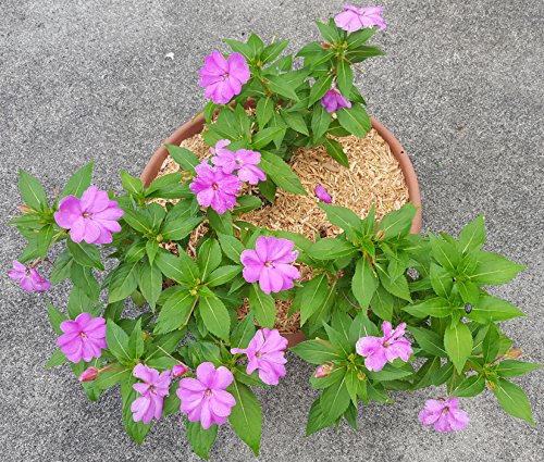 100% Natural Cedar Chips | Mulch | Great for Outdoors or Indoor Potted Plants | Dog Bedding | Pleasant Earthy Smell (4 Quart)