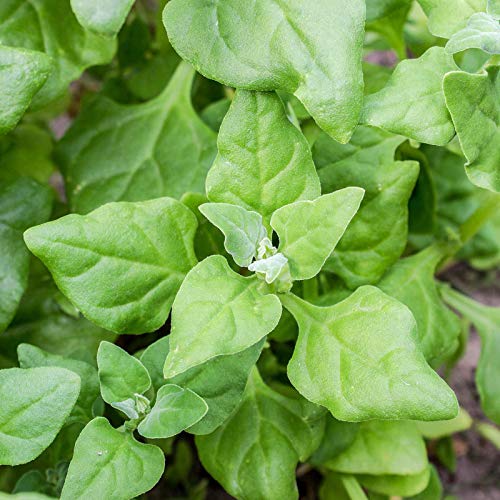 Spinach Garden Seeds - New Zealand - 4 Gram Packet - Non-GMO Vegetable Gardening Seeds - Tetragonia tetragonoides