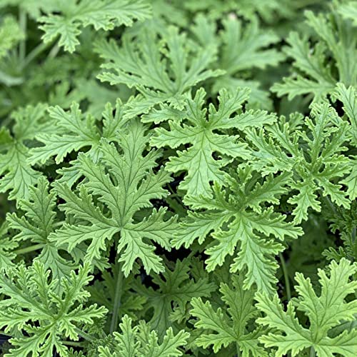200 Pcs Citronella Plant Seeds Garden Home Plant Seeds