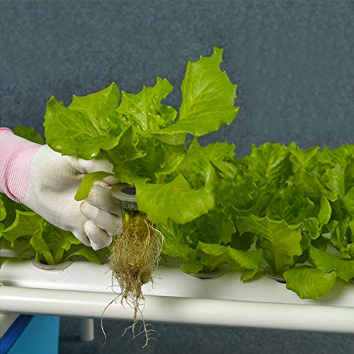 Lainrrew 36 Pcs 2" Garden Clone Collars, Cloning Collars Insert Fits 2" Net Pot Cups for Hydroponics Clone Machines (Black)