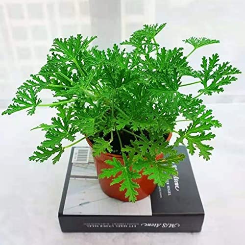 200 Pcs Citronella Plant Seeds Garden Home Plant Seeds