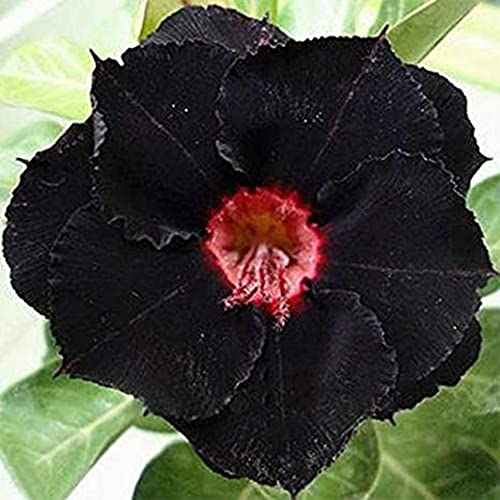 8 Black and Red Desert Rose Seeds Adenium Obesum Exotic Tropical Flower Seed Flowers Bloom Perennial, Potted Plant & Bonsai, Easy to Grow -QAUZUY GARDEN