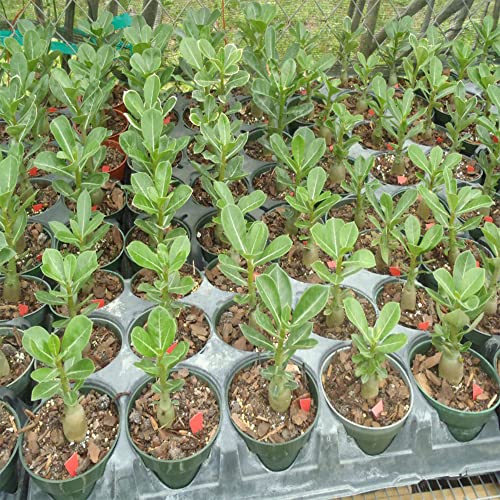8 Black and Red Desert Rose Seeds Adenium Obesum Exotic Tropical Flower Seed Flowers Bloom Perennial, Potted Plant & Bonsai, Easy to Grow -QAUZUY GARDEN