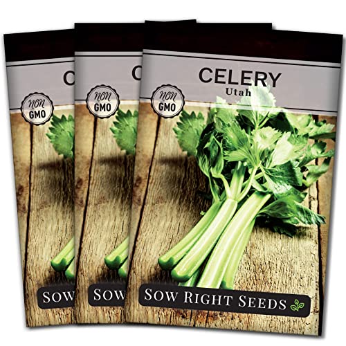 Sow Right Seeds - Tall Utah Celery Seeds for Planting - Non-GMO Heirloom Packet with Instructions to Plant and Grow an Outdoor Home Vegetable Garden - Green Leaf Stalk Celeriac - Great Gift (3)