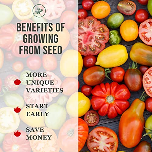 Sow Right Seeds - White Cherry Tomato Seed for Planting - Non-GMO Heirloom Packet with Instructions to Plant a Home Vegetable Garden