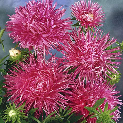 Outsidepride Aster Tall Needle Rose Garden Cut Flower Seed - 1000 Seeds