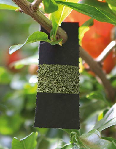 NaturesGoodGuys - Green Lacewing Eggs on Hanging Card (2,500 Eggs)