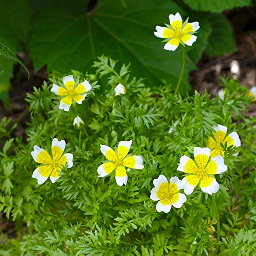 Outsidepride Limnanthes Douglasii Poached Egg Plant Garden Flower Seeds - 1000 Seeds