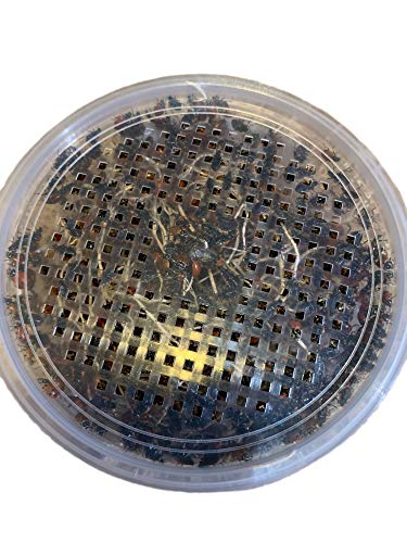 Thanos Lanibug Organics 500 Live Hippodamia Convergens Ladybugs- Guaranteed Live Delivery with Standard/Priority Shipping