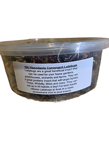 Thanos Lanibug Organics 500 Live Hippodamia Convergens Ladybugs- Guaranteed Live Delivery with Standard/Priority Shipping