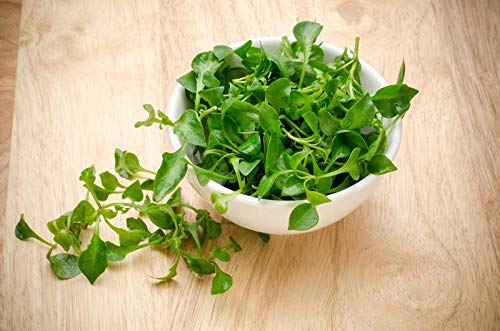 Curled Cress Seeds for Planting, aka "Garden Cress", 500+ Heirloom Seeds Per Packet, (Isla's Garden Seeds), Non GMO Seeds, Botanical Name: Lepidium sativum, Great Home Herb Garden Gift