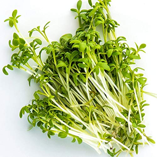 Curled Cress Seeds for Planting, aka "Garden Cress", 500+ Heirloom Seeds Per Packet, (Isla's Garden Seeds), Non GMO Seeds, Botanical Name: Lepidium sativum, Great Home Herb Garden Gift