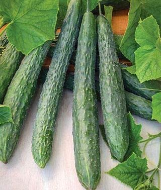 "Green Dragon" Cucumber Seeds for Planting, 50+ Heirloom Seeds Per Packet, (Isla's Garden Seeds), Non GMO Seeds, Botanical Name: Cucumis sativus, 90% Germination Rate