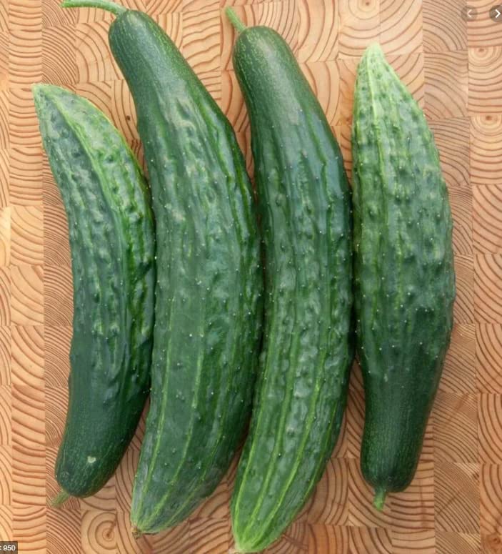 "Green Dragon" Cucumber Seeds for Planting, 50+ Heirloom Seeds Per Packet, (Isla's Garden Seeds), Non GMO Seeds, Botanical Name: Cucumis sativus, 90% Germination Rate