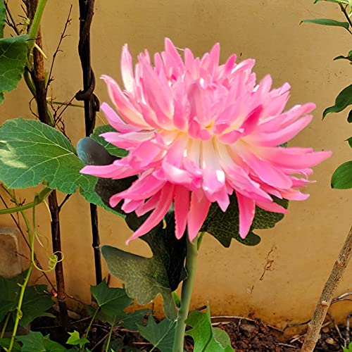 XinCanKun 4 Pack Outdoor Solar Lights, Solar Garden Lights with 4 Bigger Chrysanthemum Flowers, Waterproof Outdoor Lights - Bigger Solar Panel for Garden Patio Yard Pathway (4 Pack White)