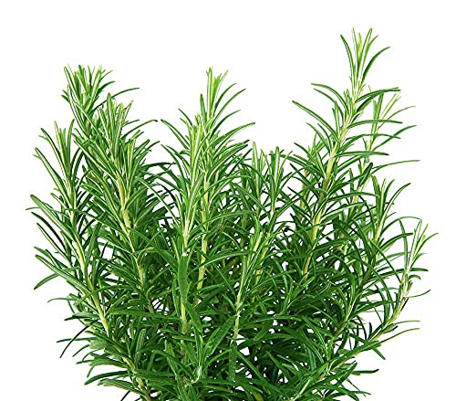 Rosemary Seeds for Planting, 100+ Heirloom Seeds Per Packet, (Isla's Garden Seeds), Non GMO Seeds, Fragrant Herb, Botanical Name: Salvia rosmarinus, Great Home Garden Gift