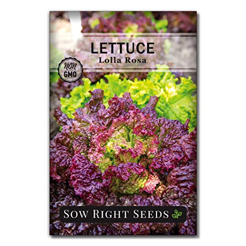 Sow Right Seeds - Hydroponic Vegetable Seeds for Planting - Lettuce, Kale, Arugula, and Pak Choi Seeds for Planting and Growing a Hydroponic Greens - Garden Indoors - Perfect for Your Growing System
