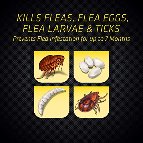 Black Flag 11093 B00PVN1ST8 Extreme Flea Killer Plus Growth Regulator RTU, 1-gal, 128 Oz