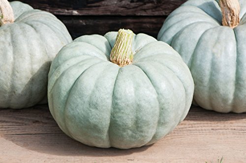 Jarradale Pumpkin Seeds for Planting, Pale Green Color, (Jarrahdale) 10 Heirloom Seeds, (Isla's Garden Seeds), Non GMO Seeds, Botanical Name: Cucurbita Maxima, Great Home Garden Gift