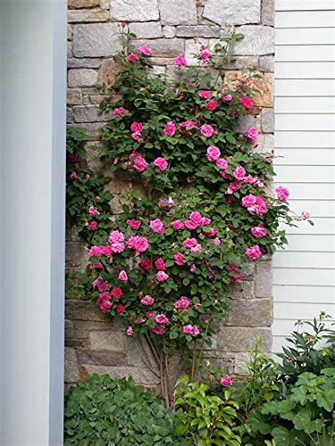 Gro From Climbing Rose Seeds for Planting Outdoors - Rosa Bush Vine Rose Heirloom Flowers Garden 250+ Seeds