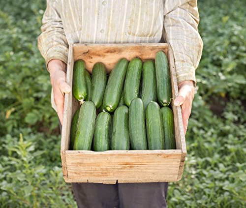 TomorrowSeeds - Persian Cucumber Seeds - 30+ Count Packet - Lebanese Middle Eastern Cucumbers Beit Alpha F1 Hybrid Burpless Kirby Garden
